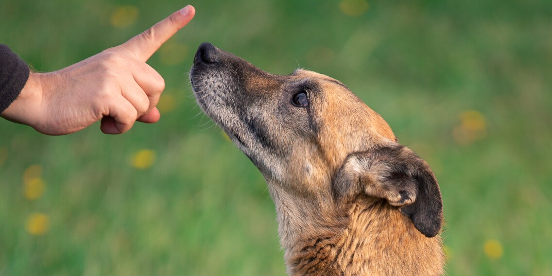 Hilfsmittel für den tauben Hund - Galaxus Hilfsmittel für den tauben Hund - Galaxus